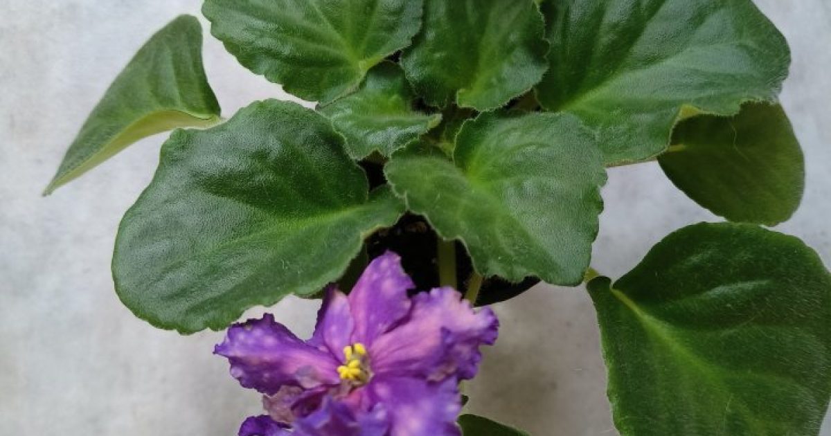 Fialka DN-Royal Star | Aukce rostlin