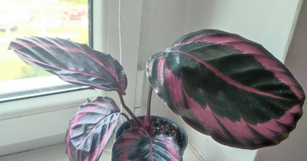 Calathea Little princess surprise star | Aukce rostlin