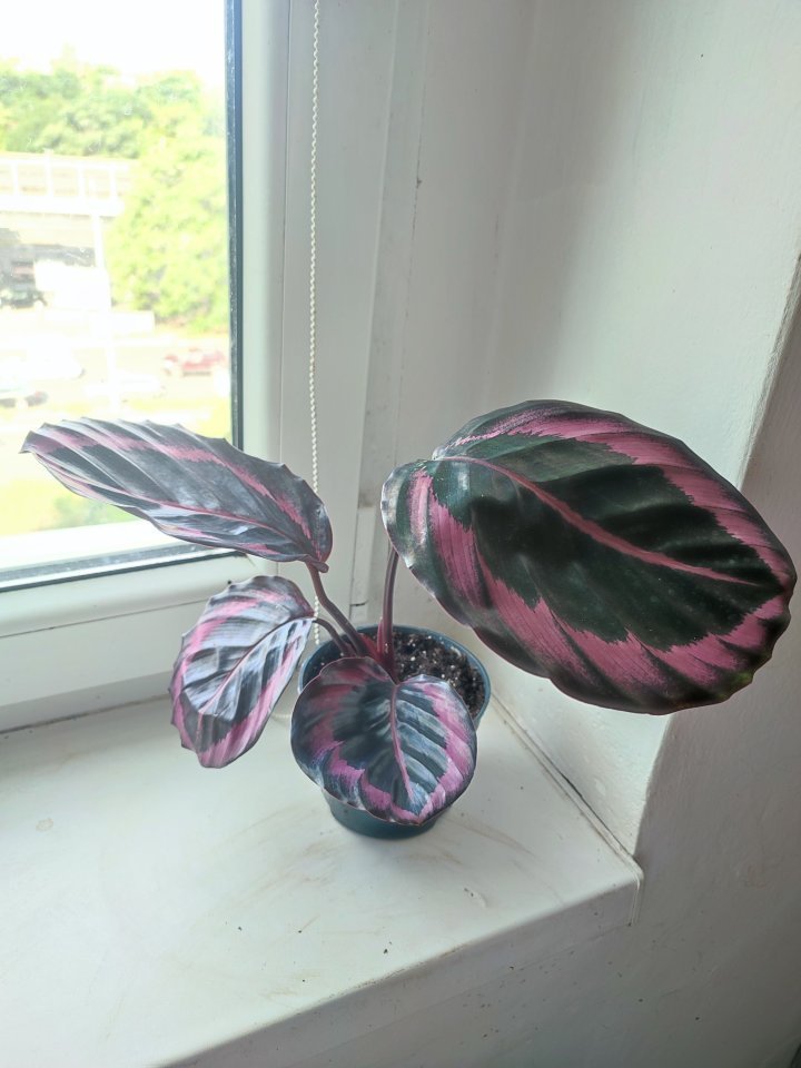 Calathea Little princess surprise star | Aukce rostlin
