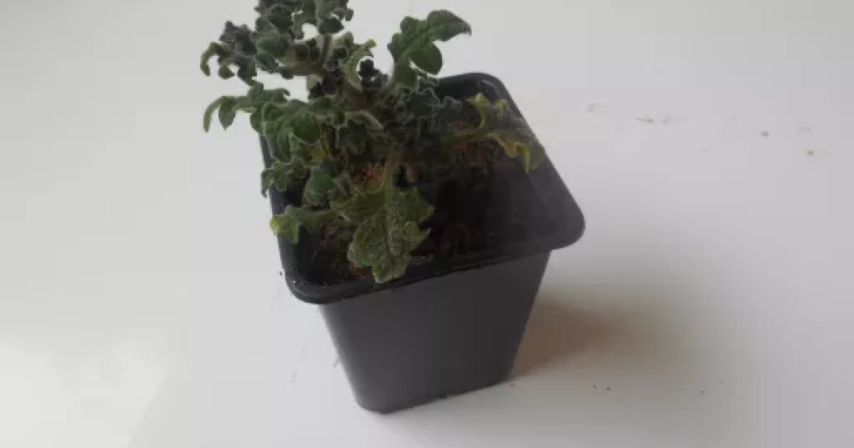 Migrénovník, Iboza species | Aukce rostlin