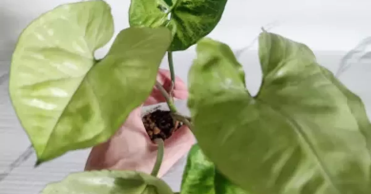 Syngonium Tetra Bold Allusion | Aukce rostlin