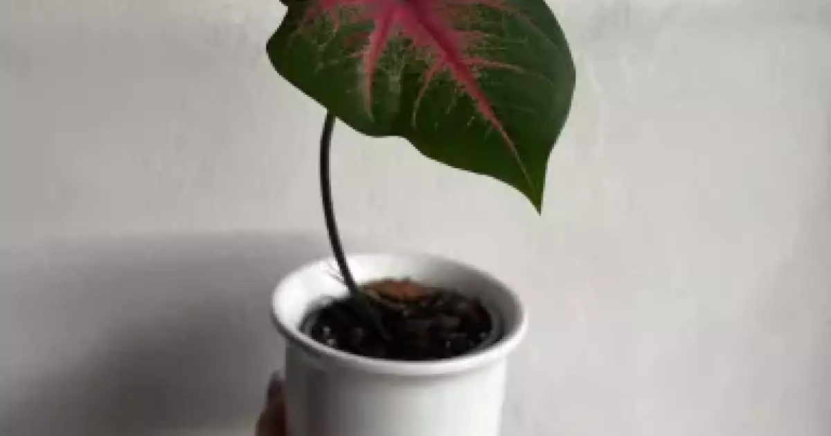 Caladium royal flush | Aukce rostlin