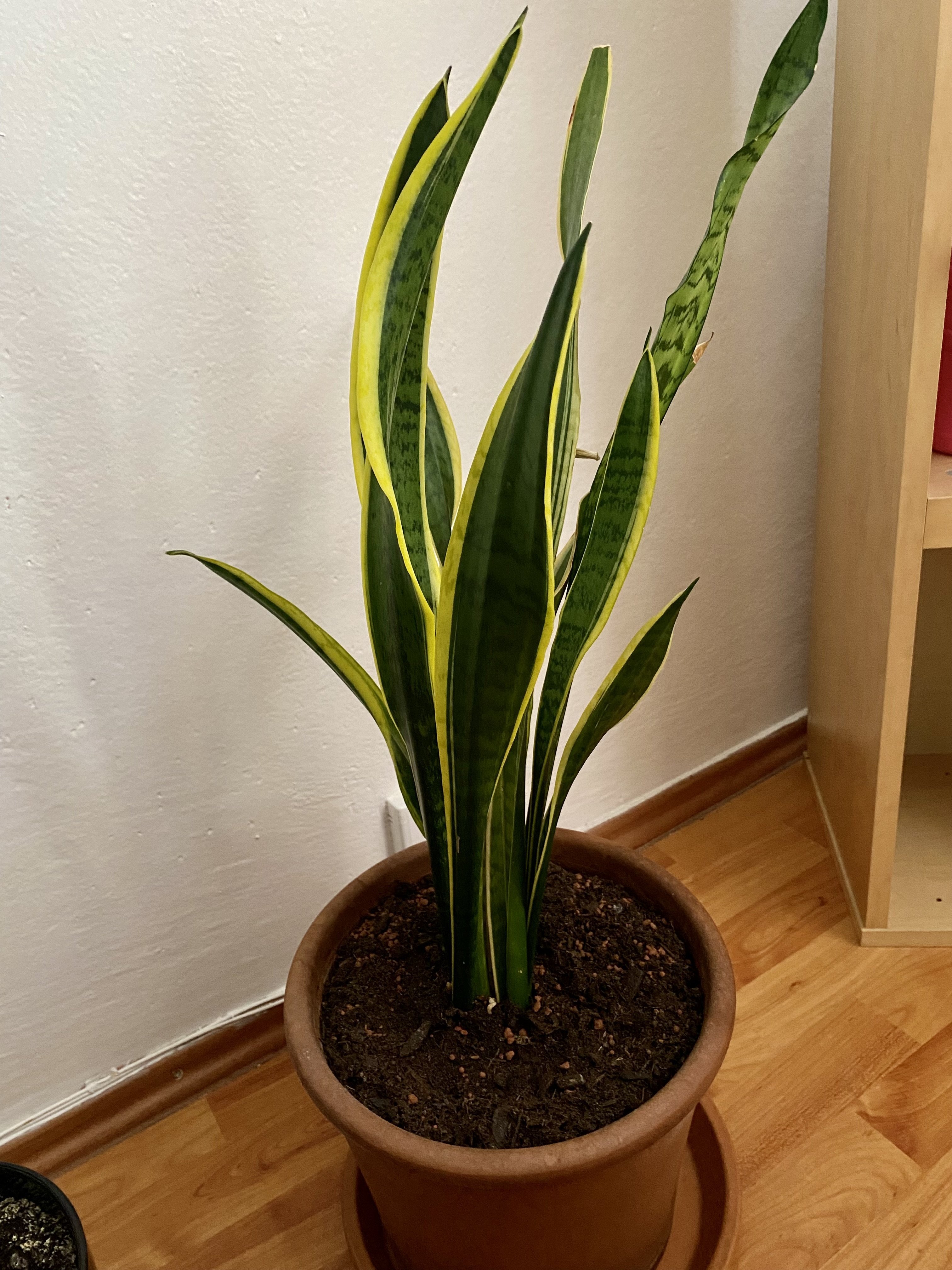 Tchýnin jazyk | Aukce rostlin