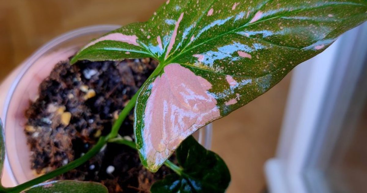 Syngonium Red Spot #2 | Aukce rostlin