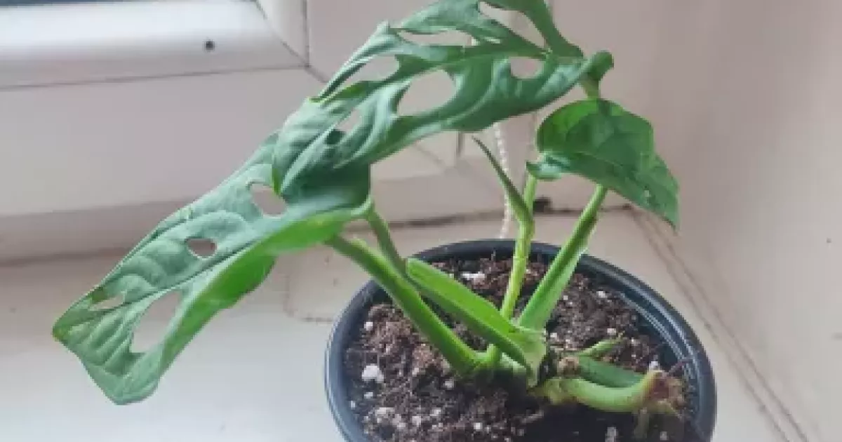 Malá Monstera Adansonii monkey leaf #3 | Aukce rostlin