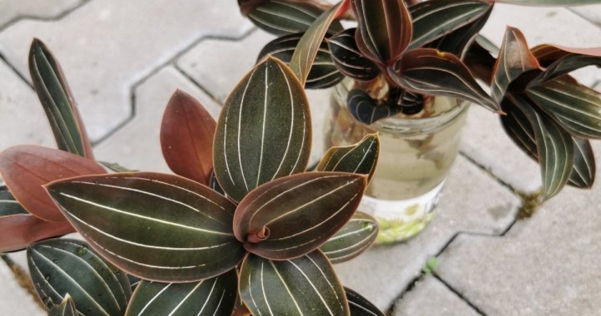 Ludisia discolor (3 řízky) | Aukce rostlin