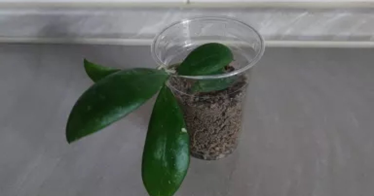 Hoya erythrostemma cotton candy | Aukce rostlin