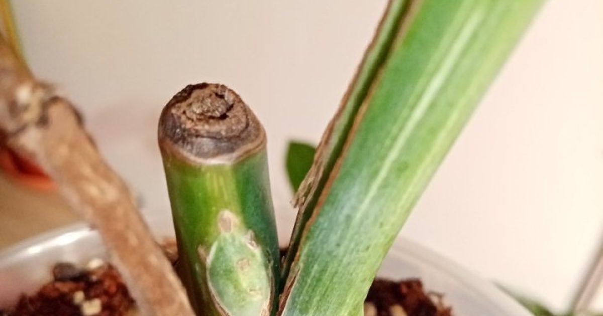 Monstera deliciosa albo var. | Aukce rostlin