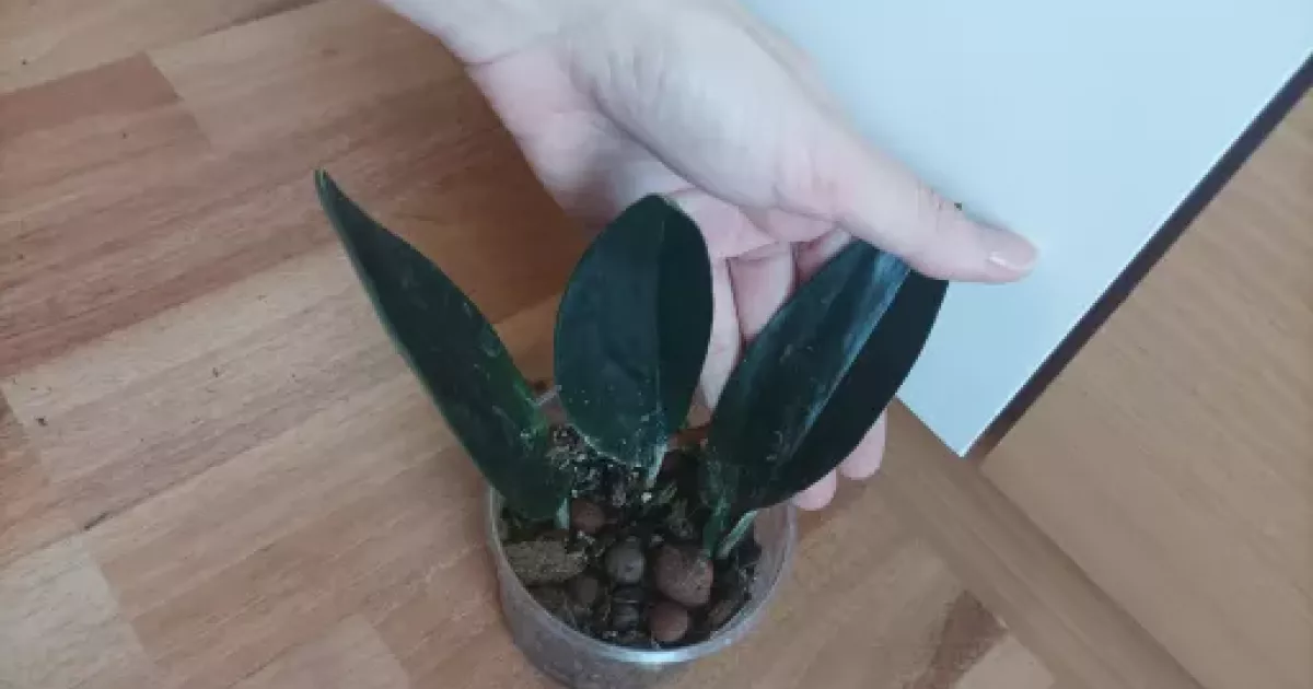 Scindapsus Dark form | Aukce rostlin