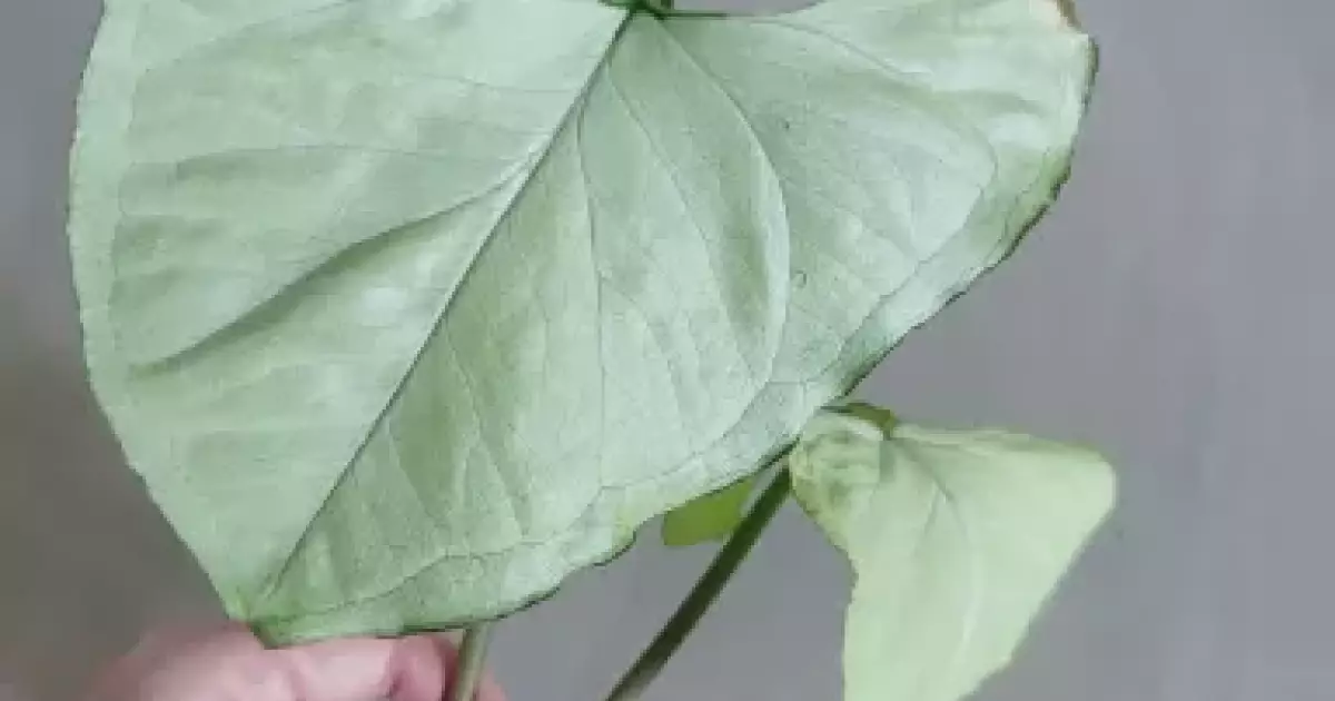 Syngonium Tetra Bold Allusion | Aukce rostlin