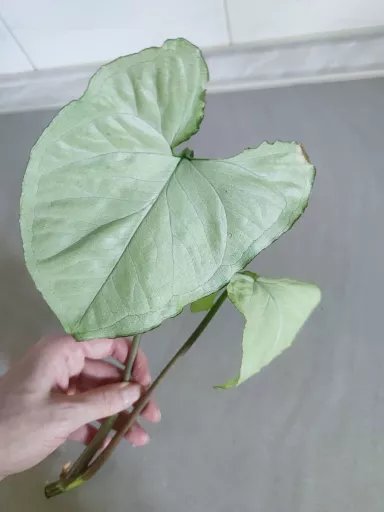 Syngonium Tetra Bold Allusion | Aukce rostlin