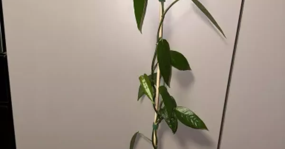 Epipremnum cebu blue variegata | Aukce rostlin