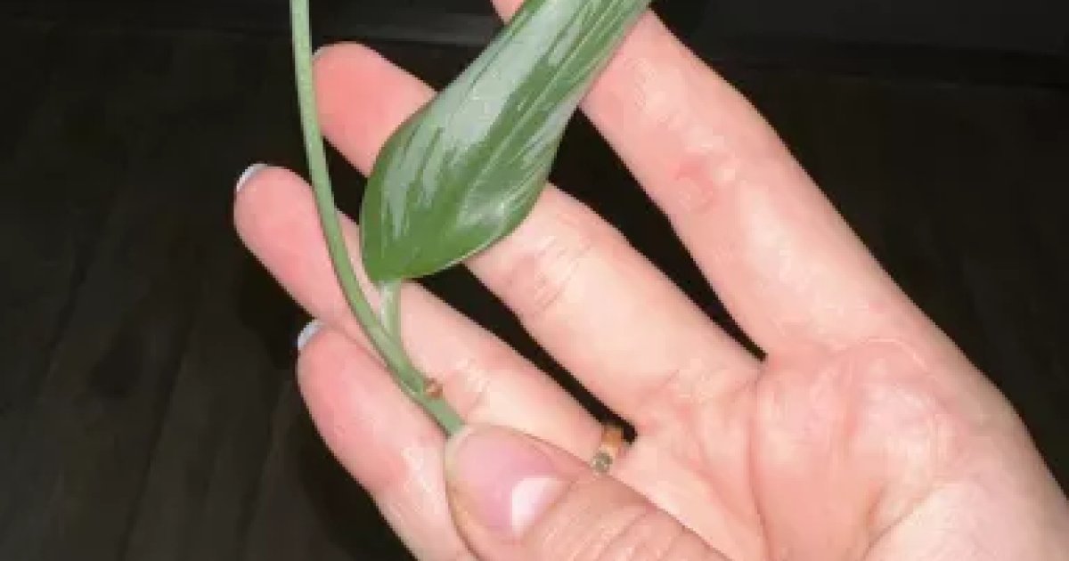 Scindapsus treubii sp sumatra | Aukce rostlin