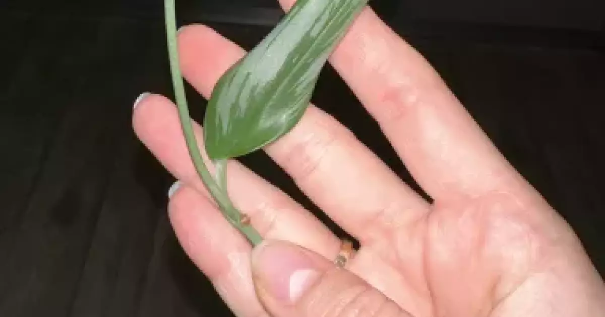 Scindapsus treubii sp sumatra | Aukce rostlin