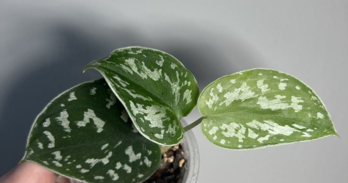Scindapsus pictus ‘Argyraeus’ | Aukce rostlin