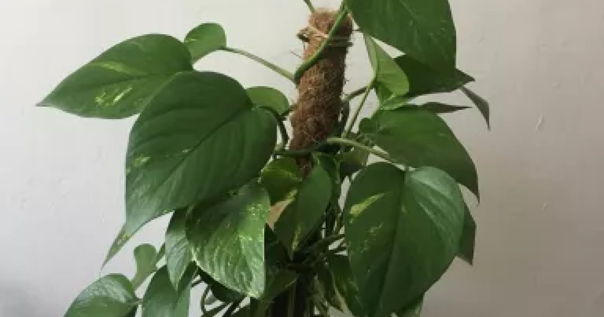 Epipremnum aureum | Aukce rostlin