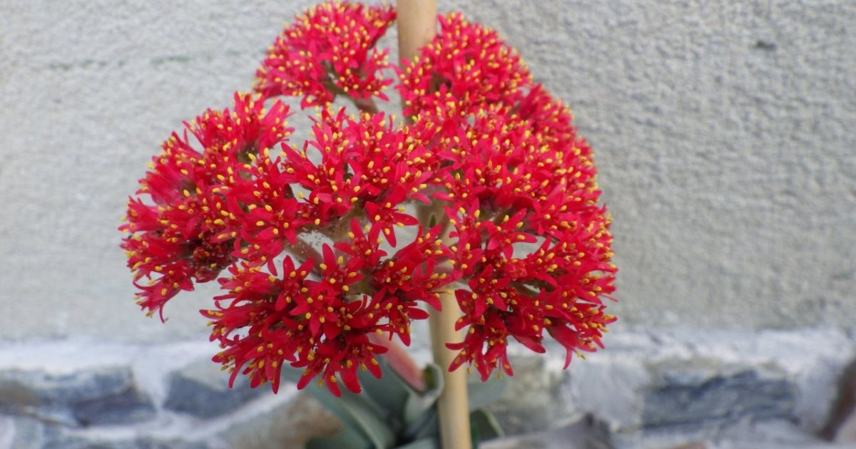 Crassula | Aukce rostlin