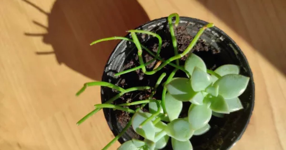 Rhipsalis mini | Aukce rostlin