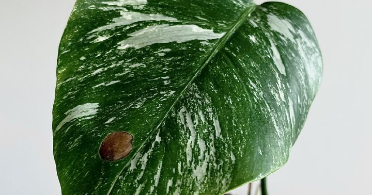 Monstera albo var. | Aukce rostlin