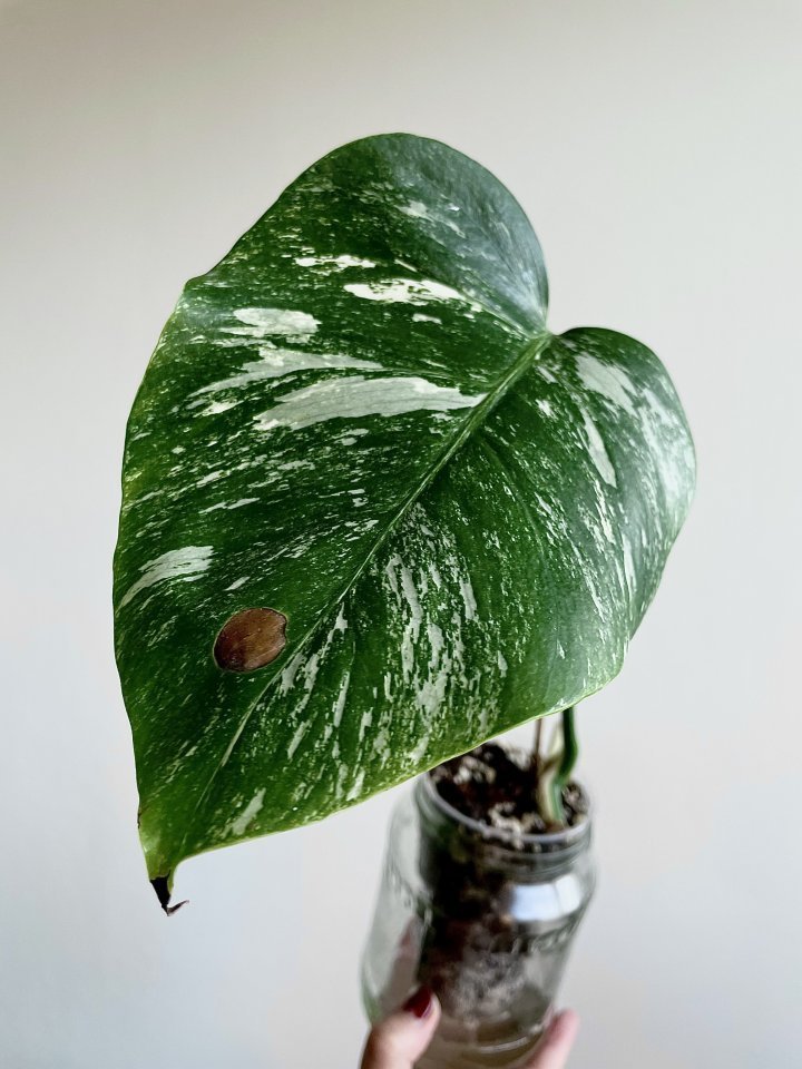 Monstera albo var. | Aukce rostlin