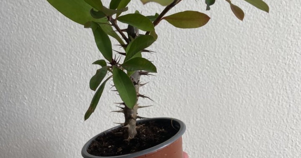 Trnová koruna 3 | Aukce rostlin