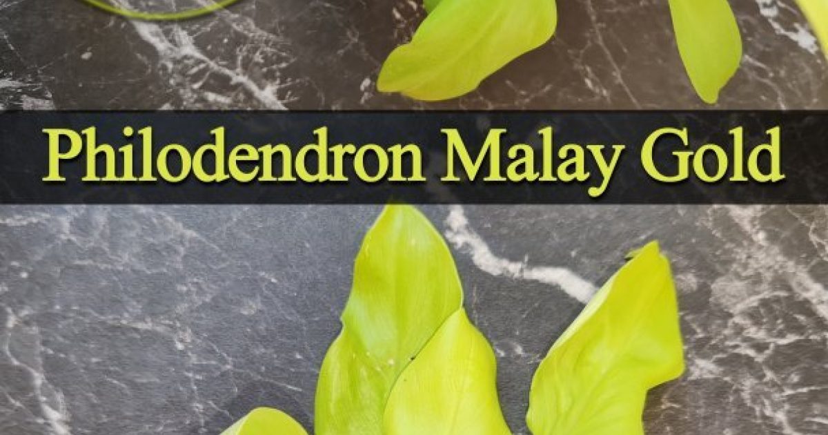 🪴 Philodendron Malay Gold - vrchol | Aukce rostlin