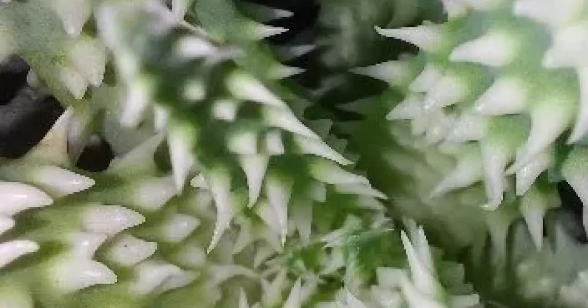 Aloe humilis shark | Aukce rostlin