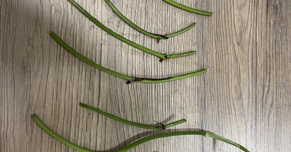 Set kolínek Monstera Friedrichsthalii a Epipremnum Pinnatum cebu blue ...