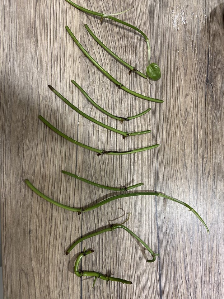 Set kolínek Monstera Friedrichsthalii a Epipremnum Pinnatum cebu blue ...