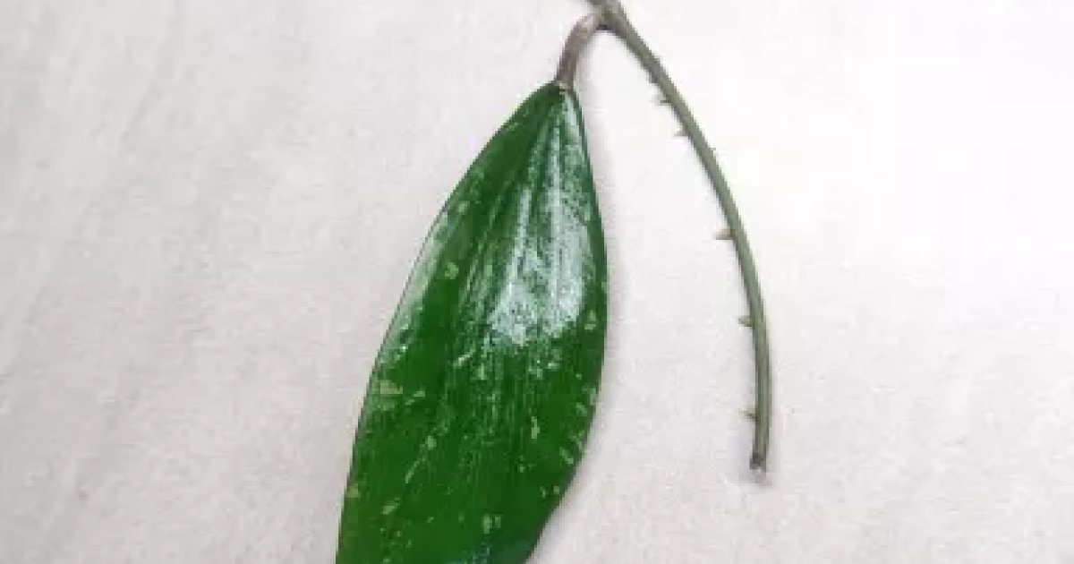 Hoya rigida splash | Aukce rostlin