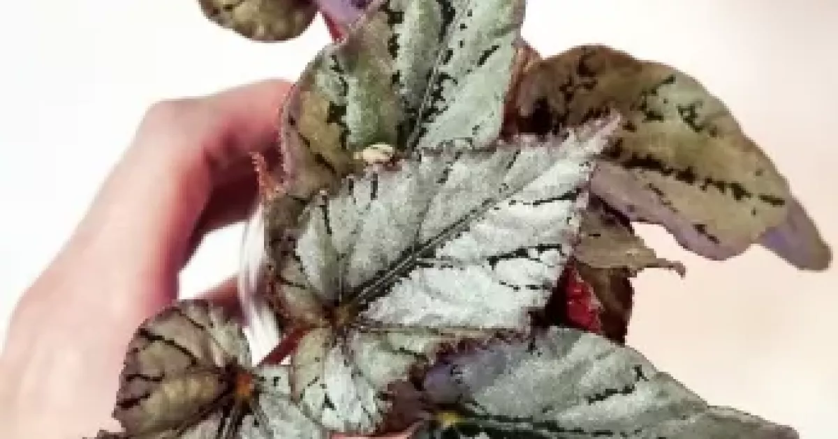 Begonia silver limbo | teplý balíček 🔥 | Aukce rostlin