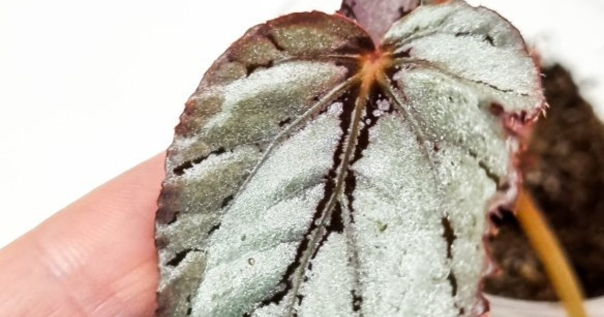 Begonia silver limbo | teplý balíček 🔥 | Aukce rostlin