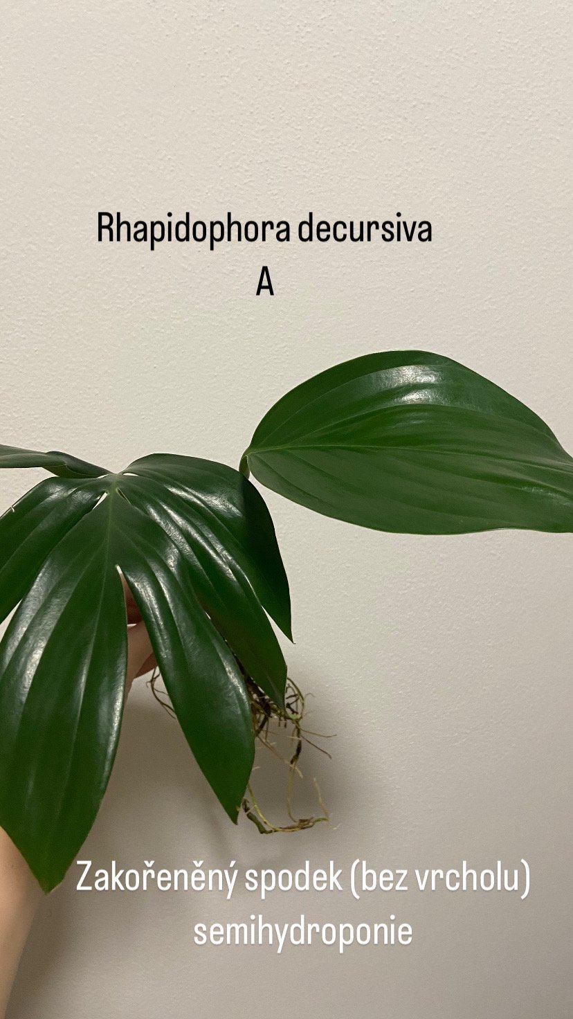 Rhapidophora decursiva (dragon tail) | Aukce rostlin