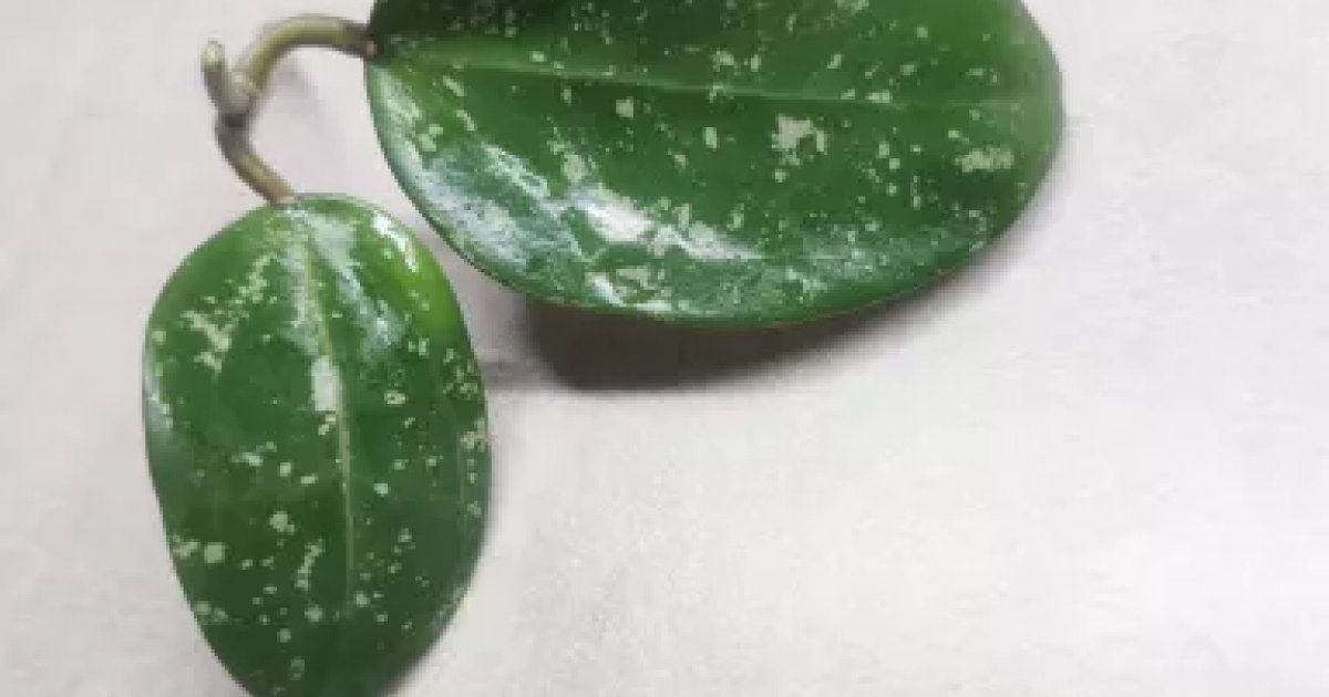 Hoya Snow Leopard | Aukce rostlin