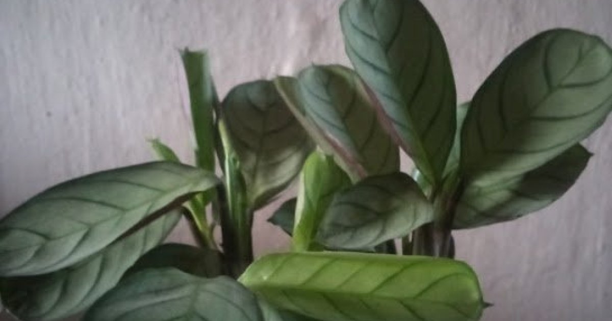 Calathea Burble Marxii Amagris | Aukce rostlin