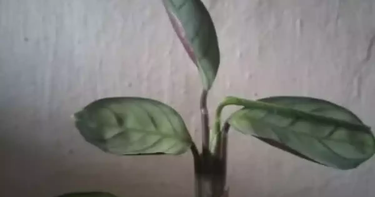 Calathea Burble Marxii Amagris - miminko | Aukce rostlin