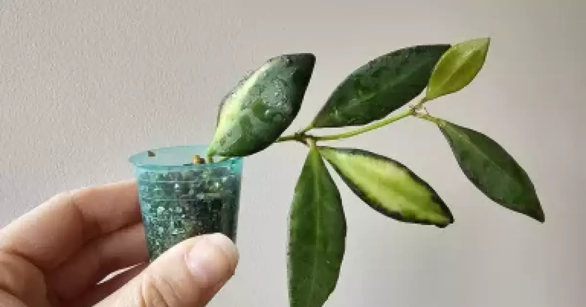 Hoya sp. aff. burtoniae variegata (DS 70) | Aukce rostlin