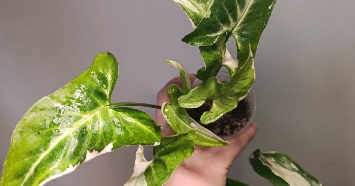 Syngonium t25 | Aukce rostlin