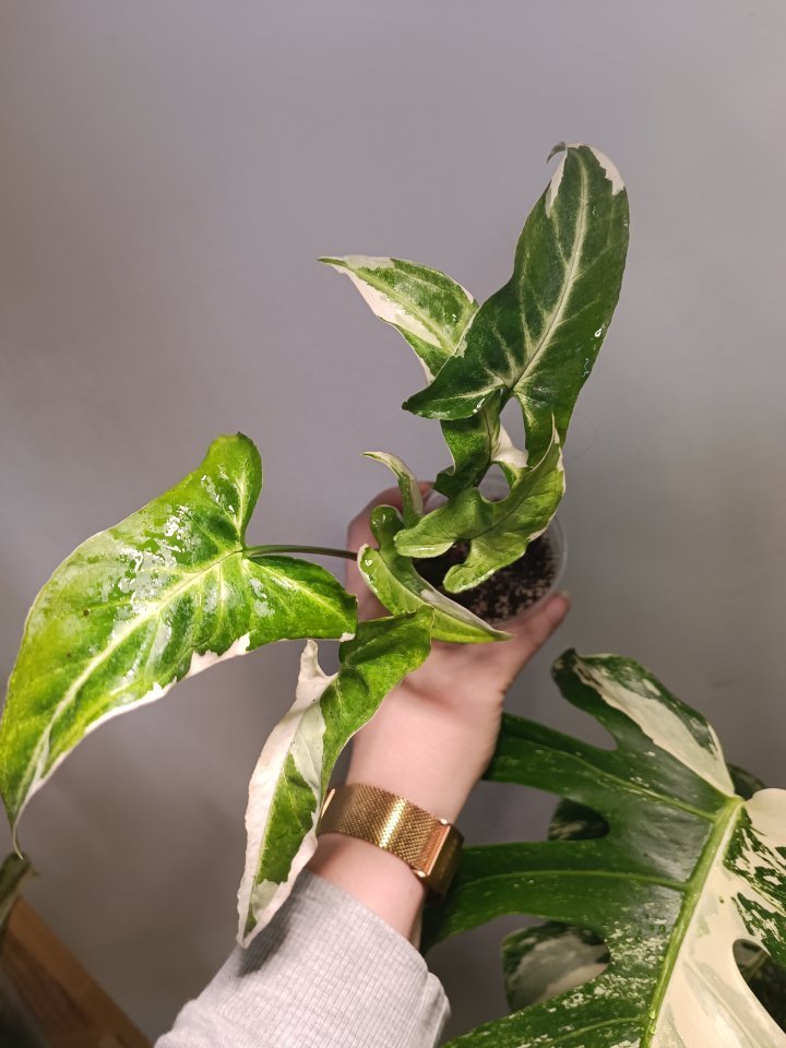 Syngonium t25 | Aukce rostlin