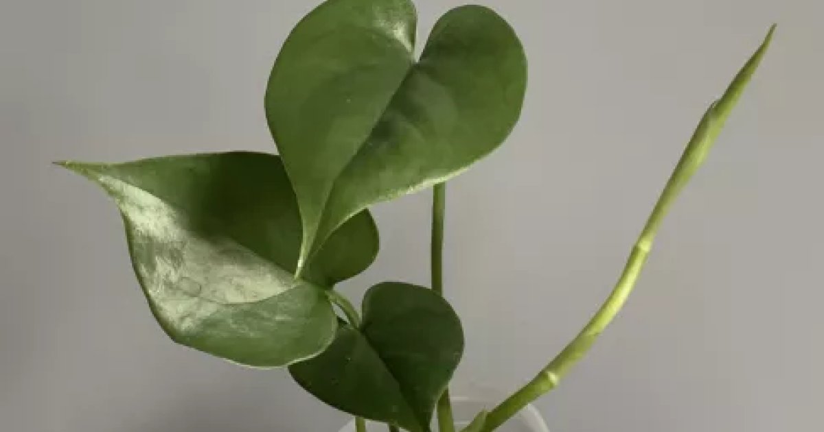 Amydrium humile | Aukce rostlin