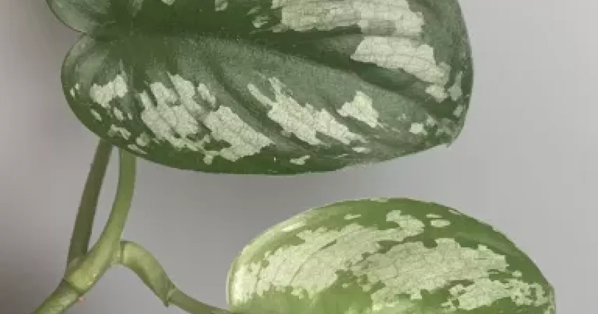 Scindapsus pictus Silver Princess | Aukce rostlin