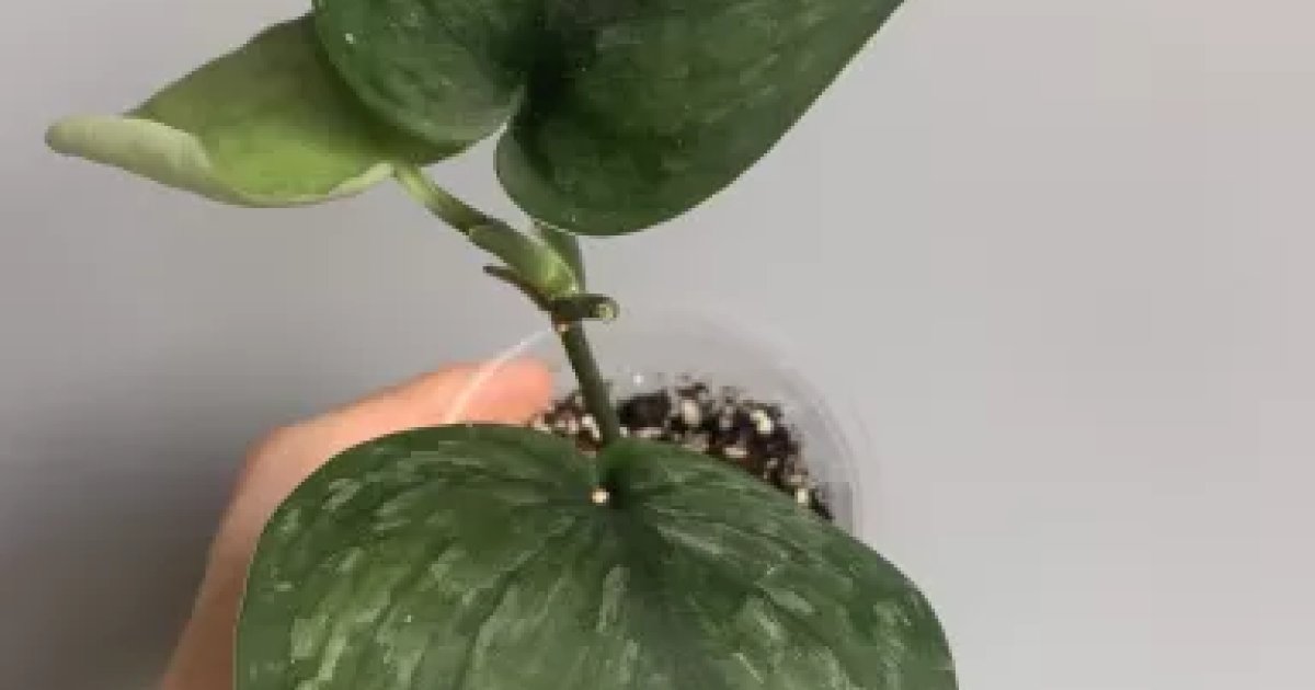 Scindapsus Dark Splash | Aukce rostlin