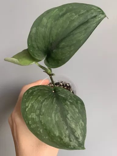 Scindapsus Dark Splash | Aukce rostlin