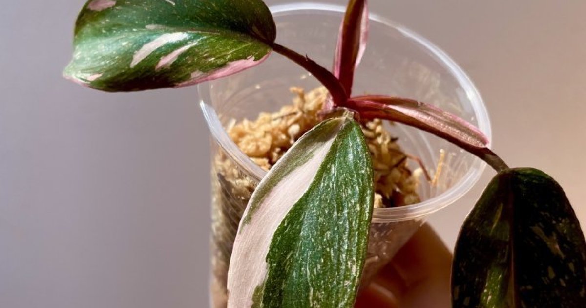 Philodendron Pink Princess marble | Aukce rostlin