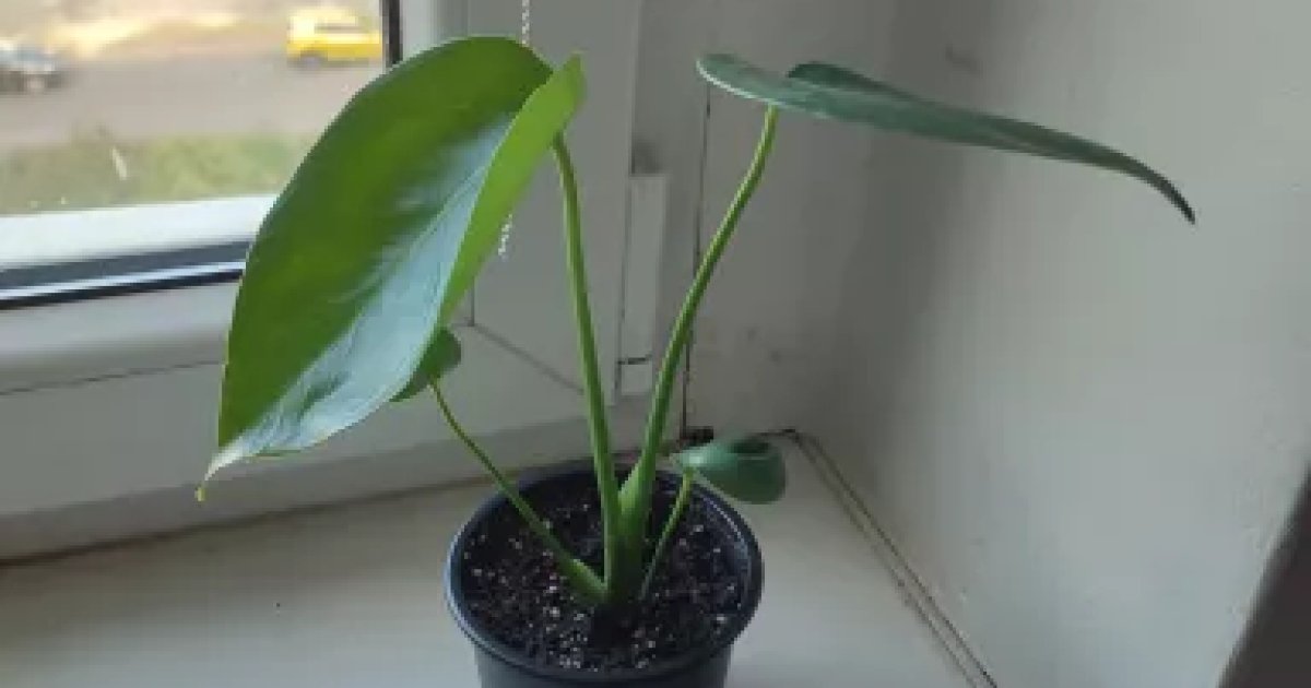 Malá Monstera deliciosa #3 | Aukce rostlin