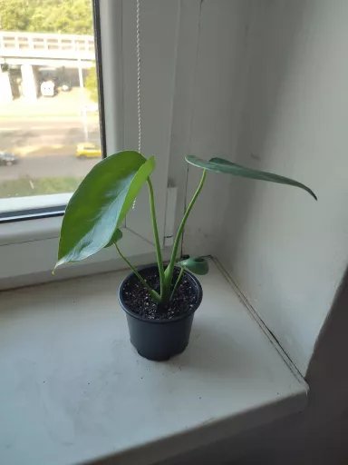 Malá Monstera deliciosa #3 | Aukce rostlin