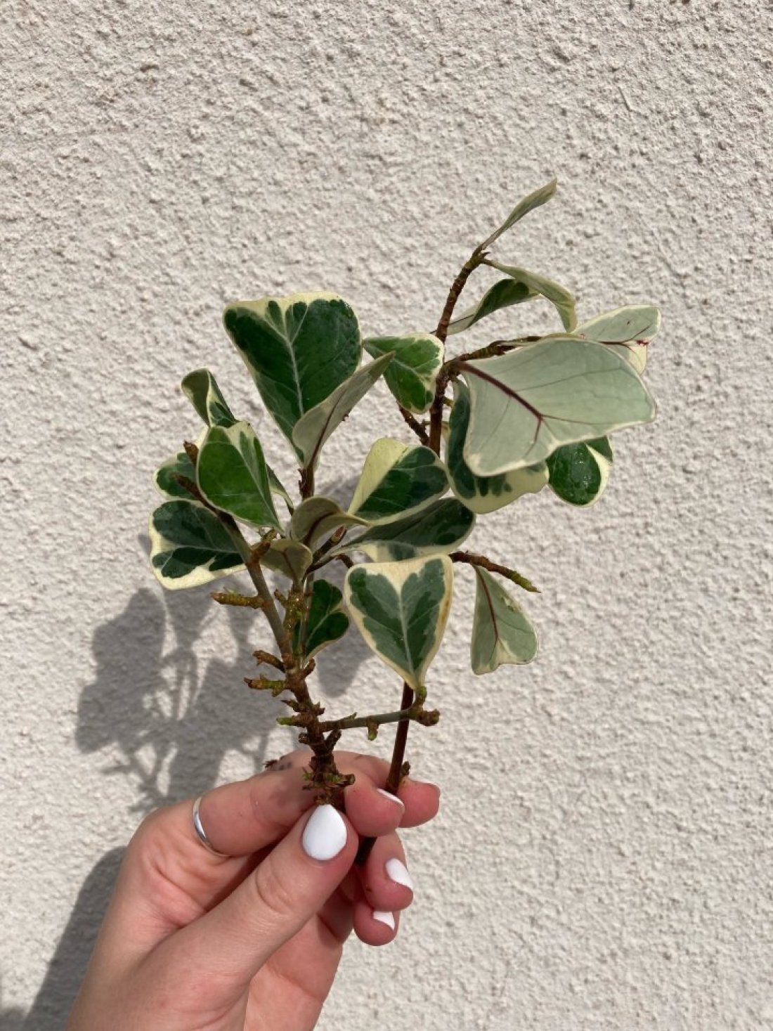 Ficus triangularis variegata | Aukce rostlin