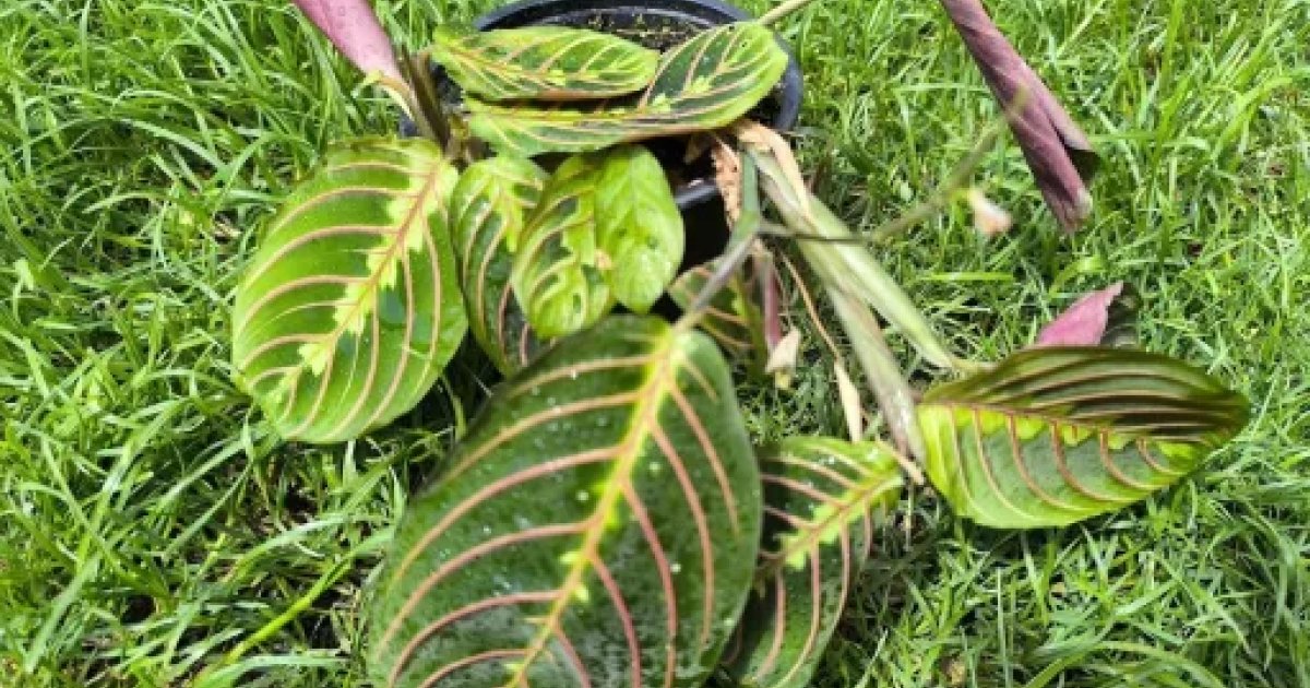 Marantha leuconera fascinator (tricolor) | Aukce rostlin