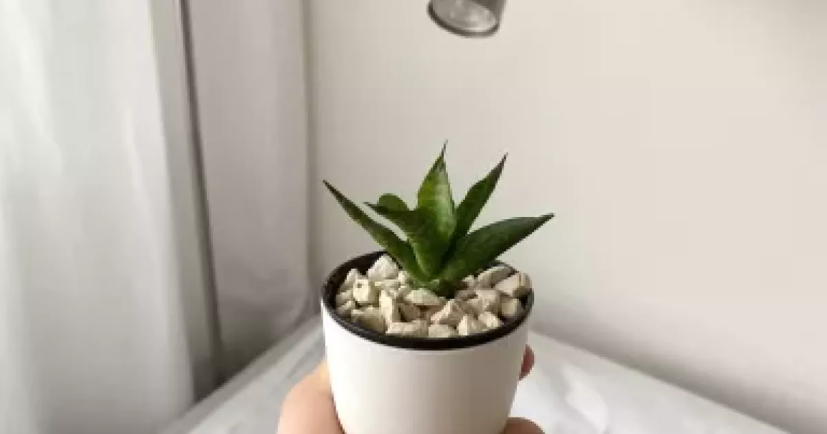 🌵Sansevieria cylindrica Boncel - Baby ☀️💚 | Aukce rostlin