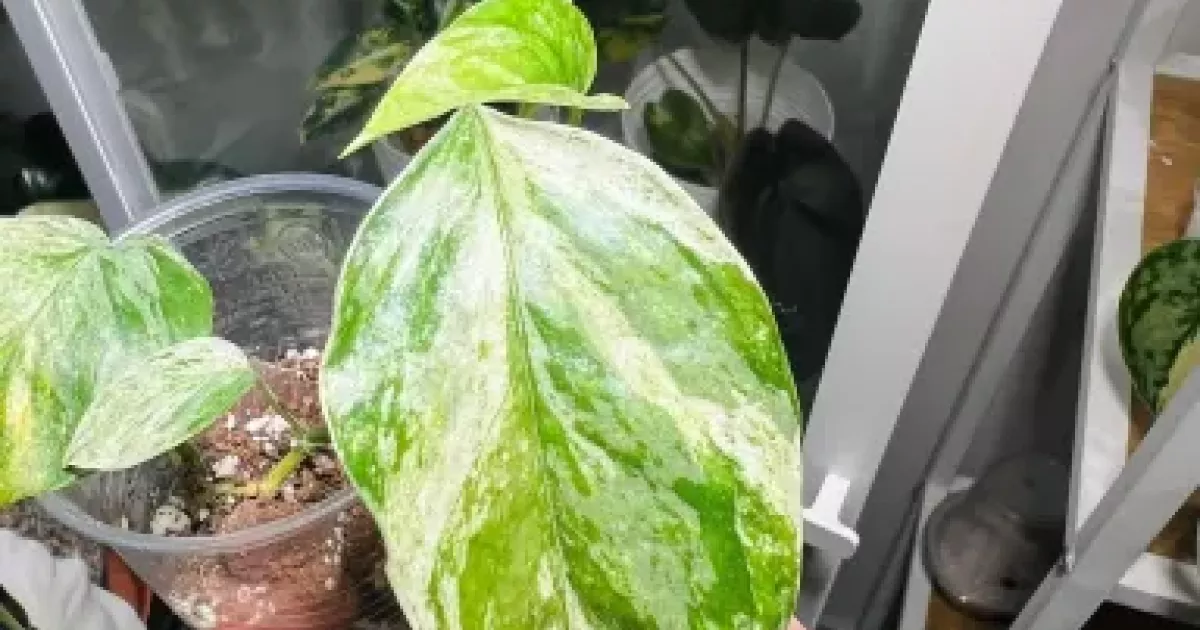 epipremnum sp bali hanoman | Aukce rostlin